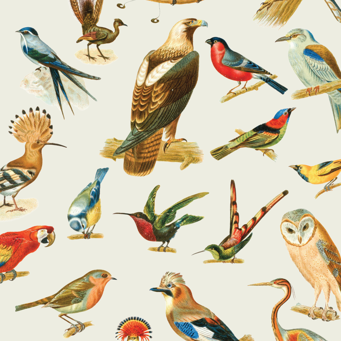 Vintage Birds Peel and Stick Removable Wallpaper | Love vs. Design